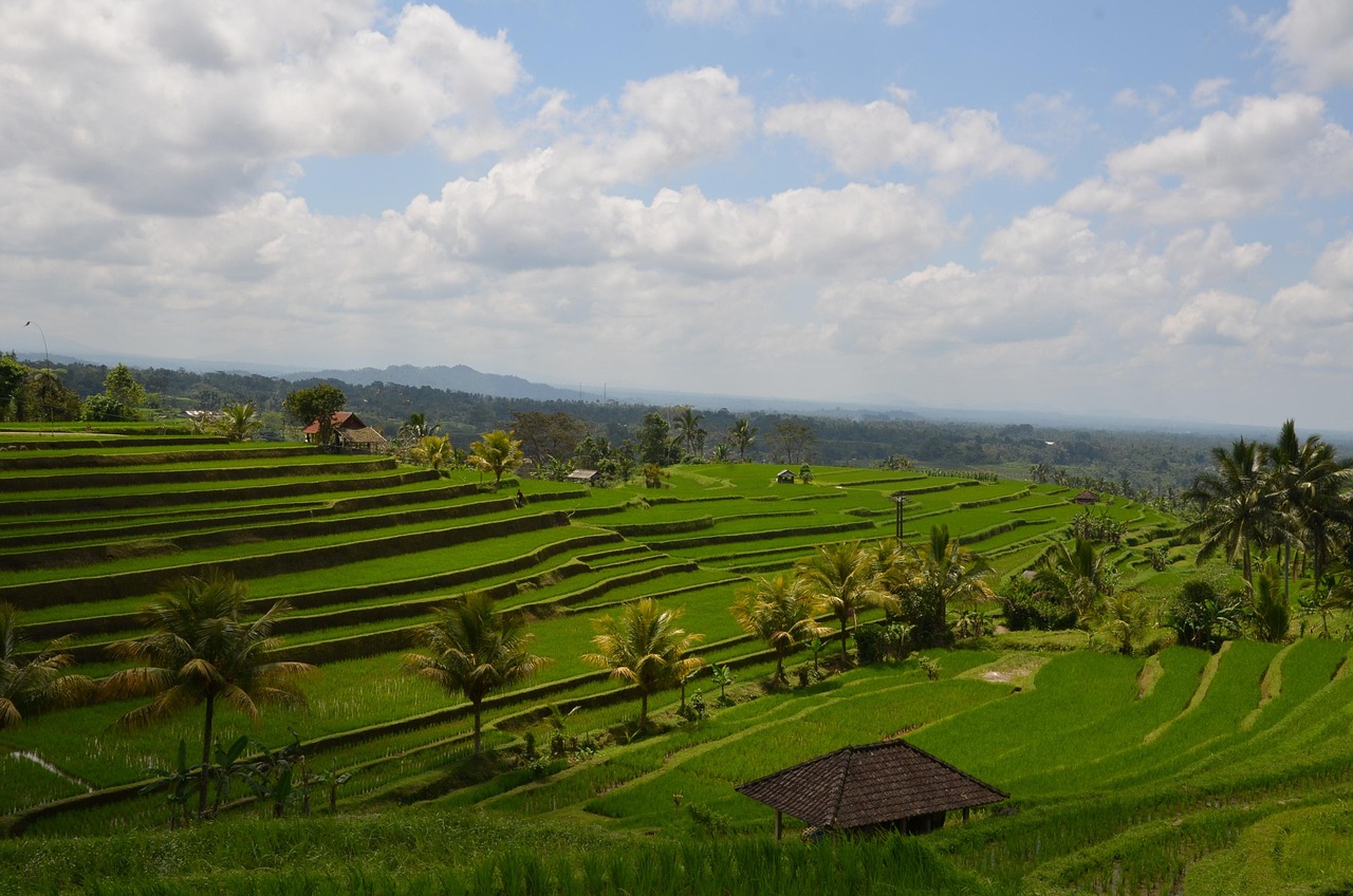 Rice Terraces Plant Farm - Free photo on Pixabay - Pixabay