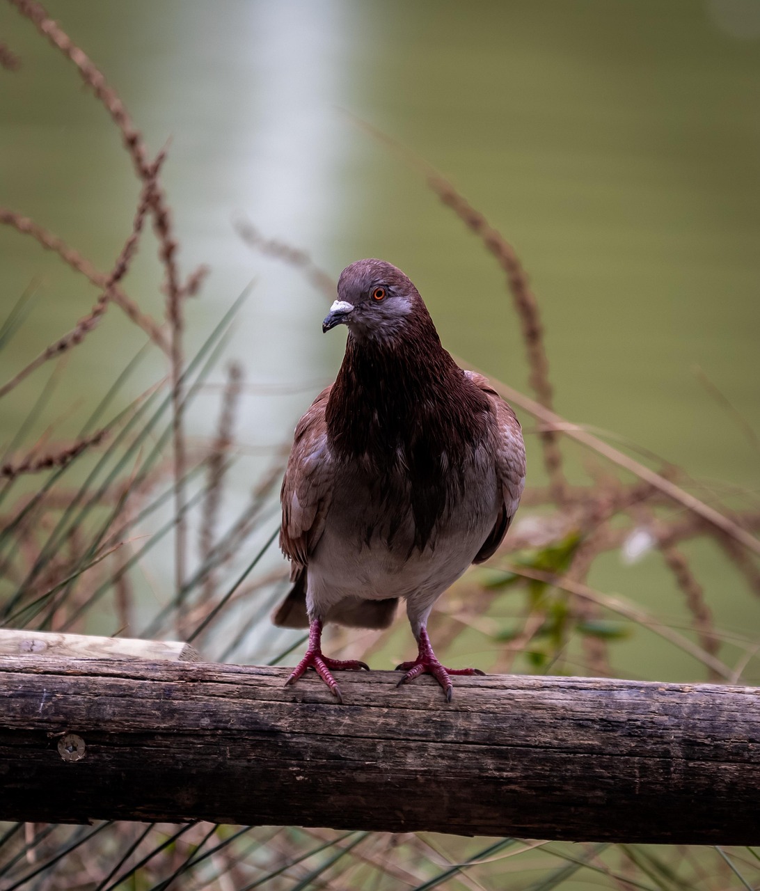 Porumbelul Porumbel Pasăre - Fotografie gratuită pe Pixabay - Pixabay