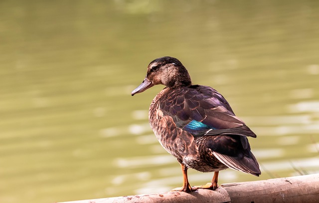 Pato Ganso Pico Los - Foto gratis en Pixabay - Pixabay