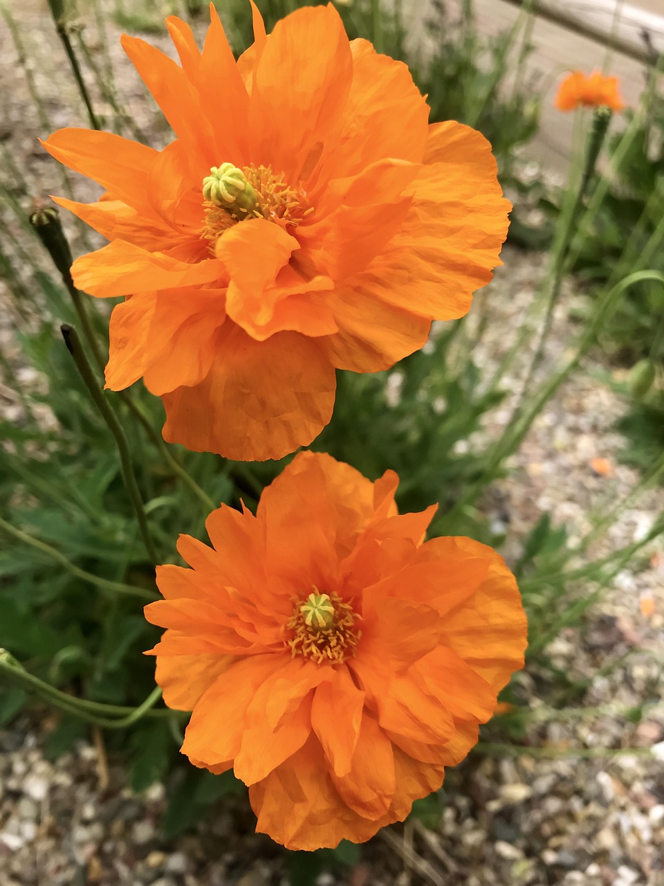 Atlas Poppy Atlantic Seeds - Free photo on Pixabay