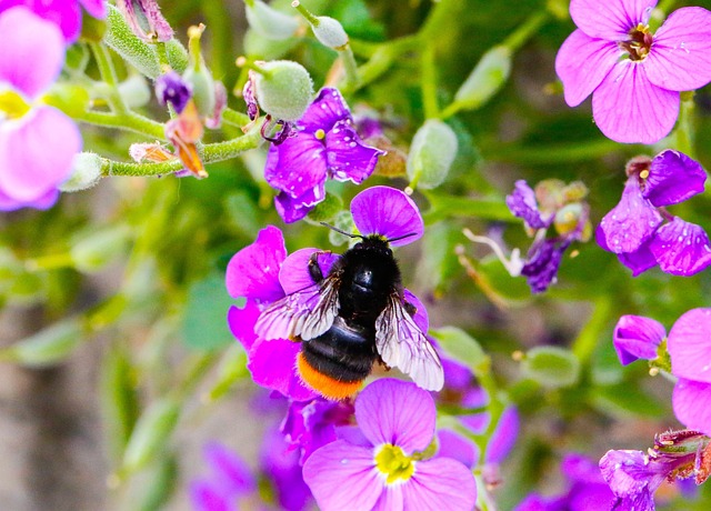 Bumblebee Blossom Bloom - Free photo on Pixabay - Pixabay