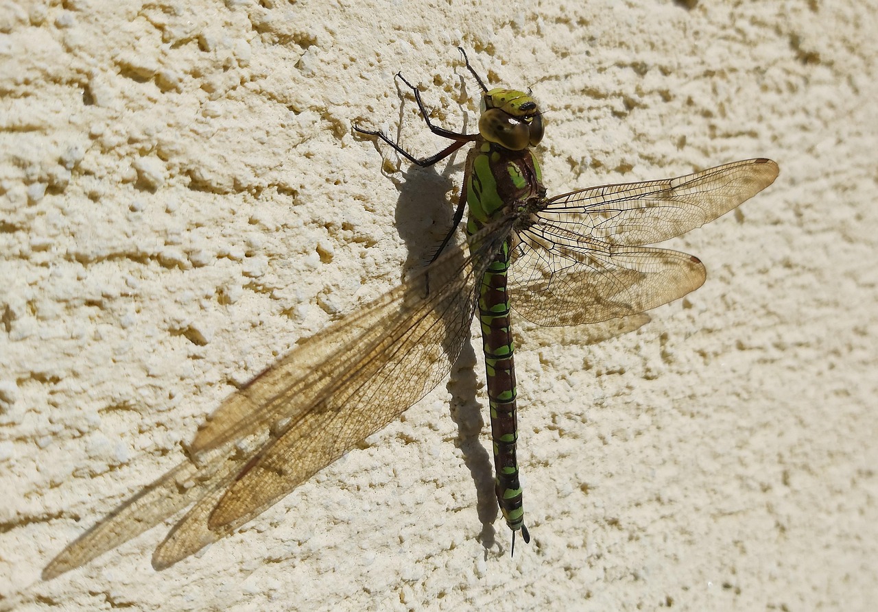 Libellule Insecte Ailes - Photo gratuite sur Pixabay - Pixabay