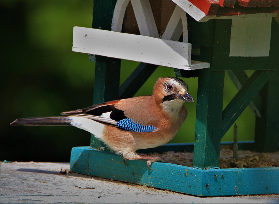 Jay Bird Feeding Place - Free photo on Pixabay - Pixabay