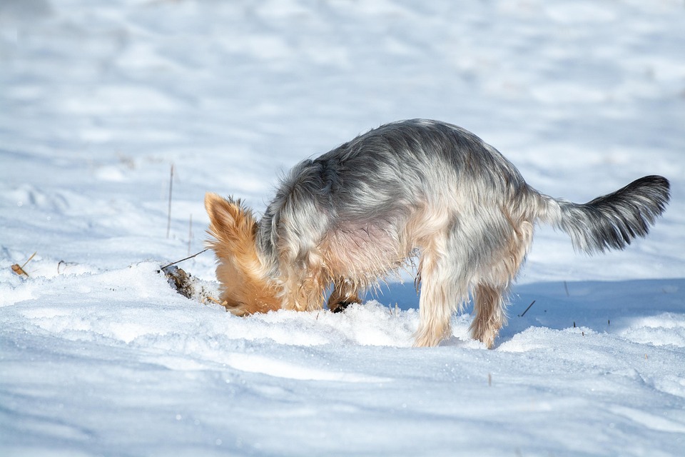 Dog Winter Snow - Free photo on Pixabay - Pixabay