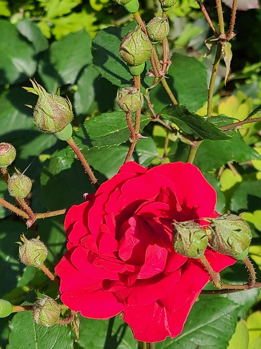 Fleur Rose Plante - Photo gratuite sur Pixabay - Pixabay
