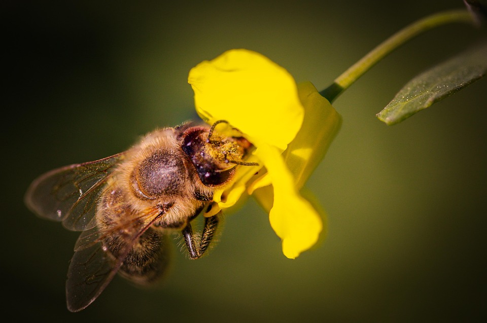 Abeja Insecto Animal Miel De - Foto gratis en Pixabay - Pixabay