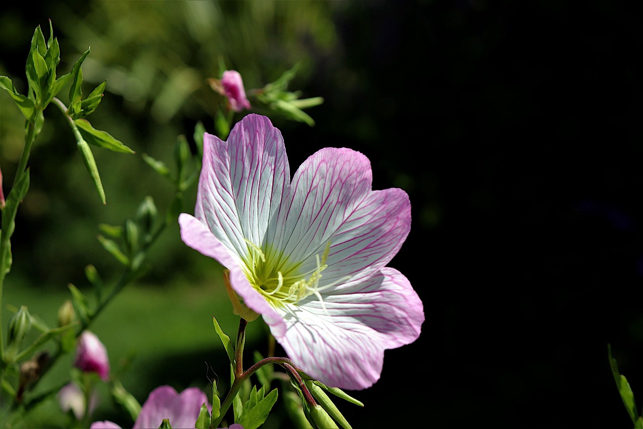 Flores Plantas Color Blanco Y Rosa - Foto gratis en Pixabay - Pixabay