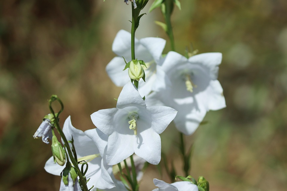 Campanula Bellflower White - Free photo on Pixabay