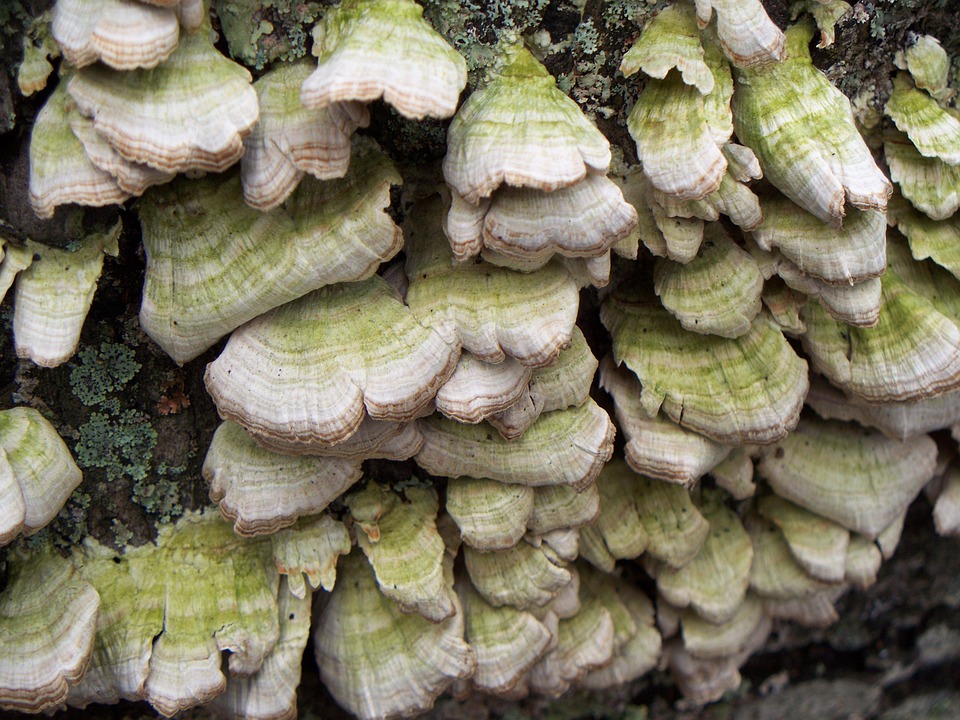 Mushroom Fungus Plant - Free photo on Pixabay