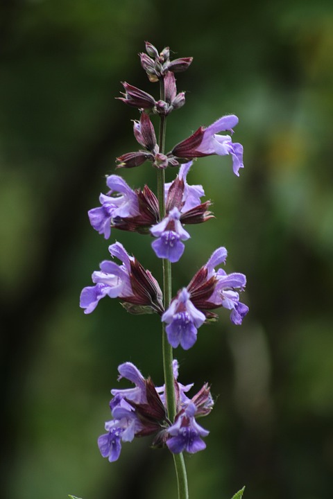 Sage Blossom Bloom - Free photo on Pixabay - Pixabay