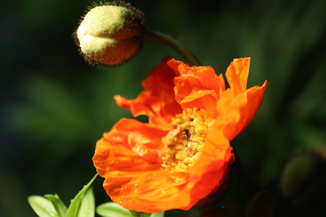 Poppy Orange Red - Free photo on Pixabay - Pixabay