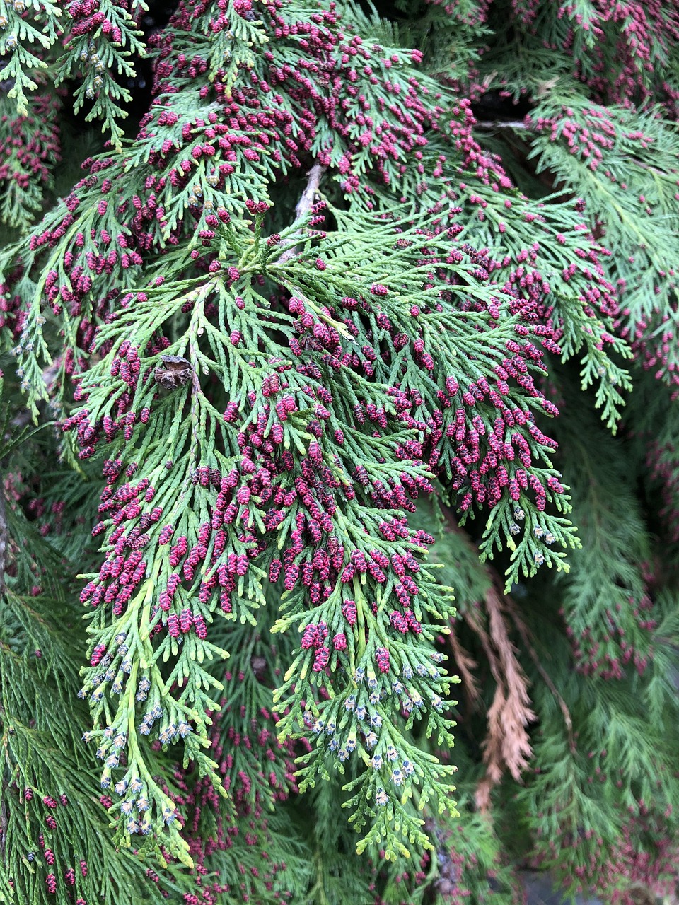 Conifer Cypress Flowers - Free photo on Pixabay