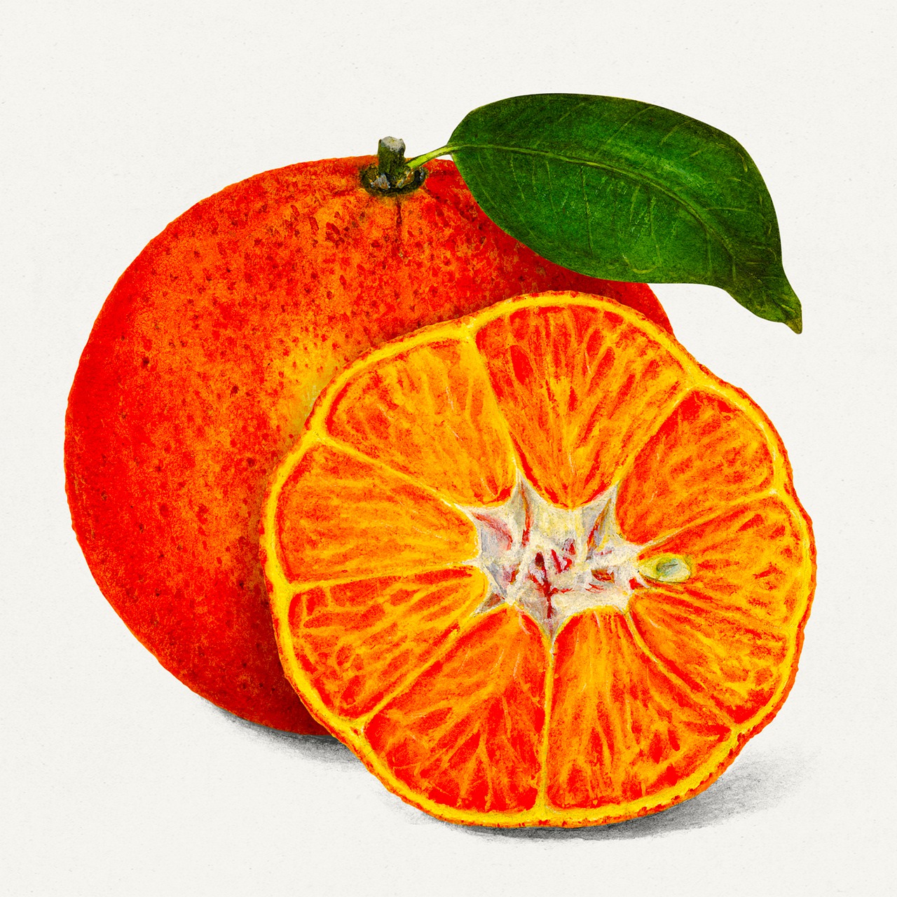 Download Orange Fruit Tropical Royalty Free Stock Illustration Image Download Orange Fruit Tropical Royalty Free Stock Illustration Image