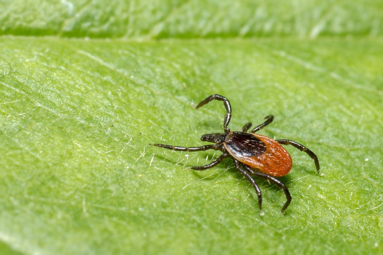 Ixodes Ricinus Castor Bean Tick Free Photo On Pixabay Pixabay
