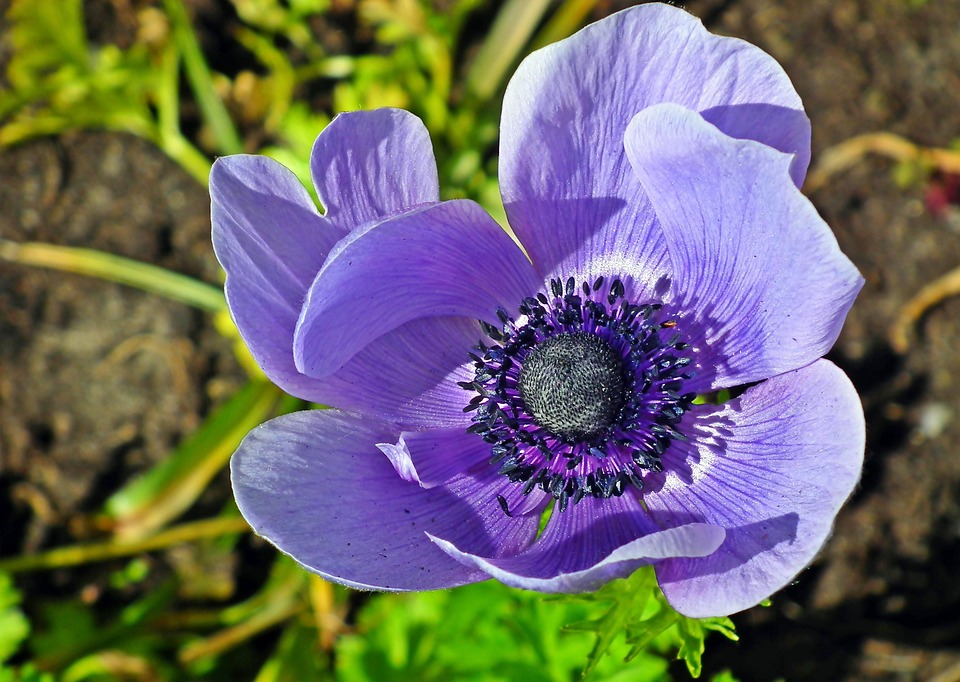 Anemone Flower Blue - Free photo on Pixabay - Pixabay