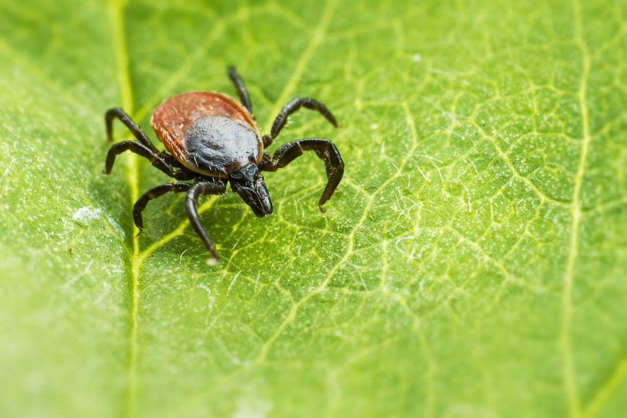 Ixodes Ricinus Castor Bean Tick - Free photo on Pixabay - Pixabay