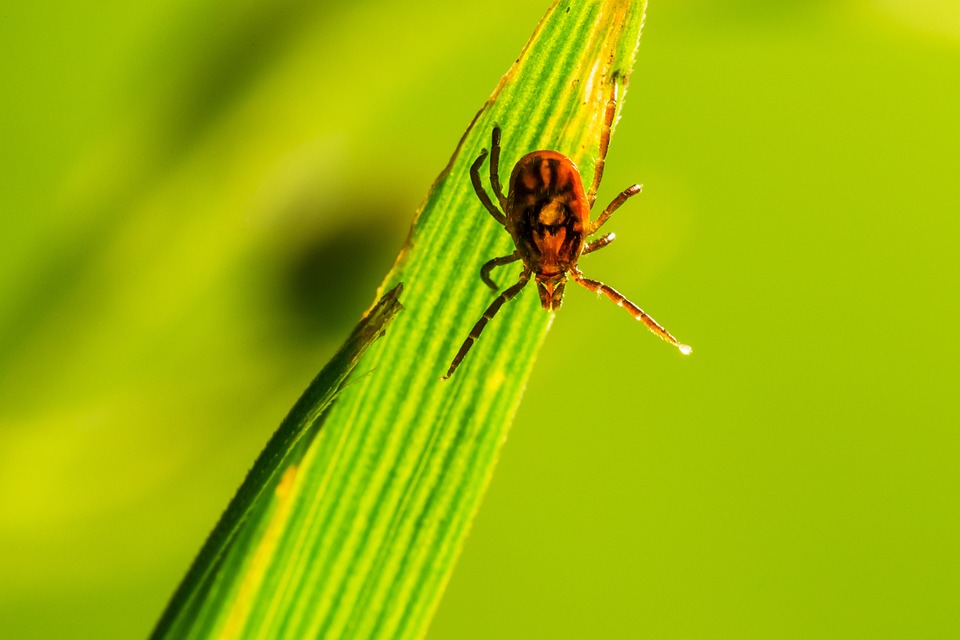 Ixodes Ricinus Ricin Tique Cocher - Photo gratuite sur Pixabay - Pixabay