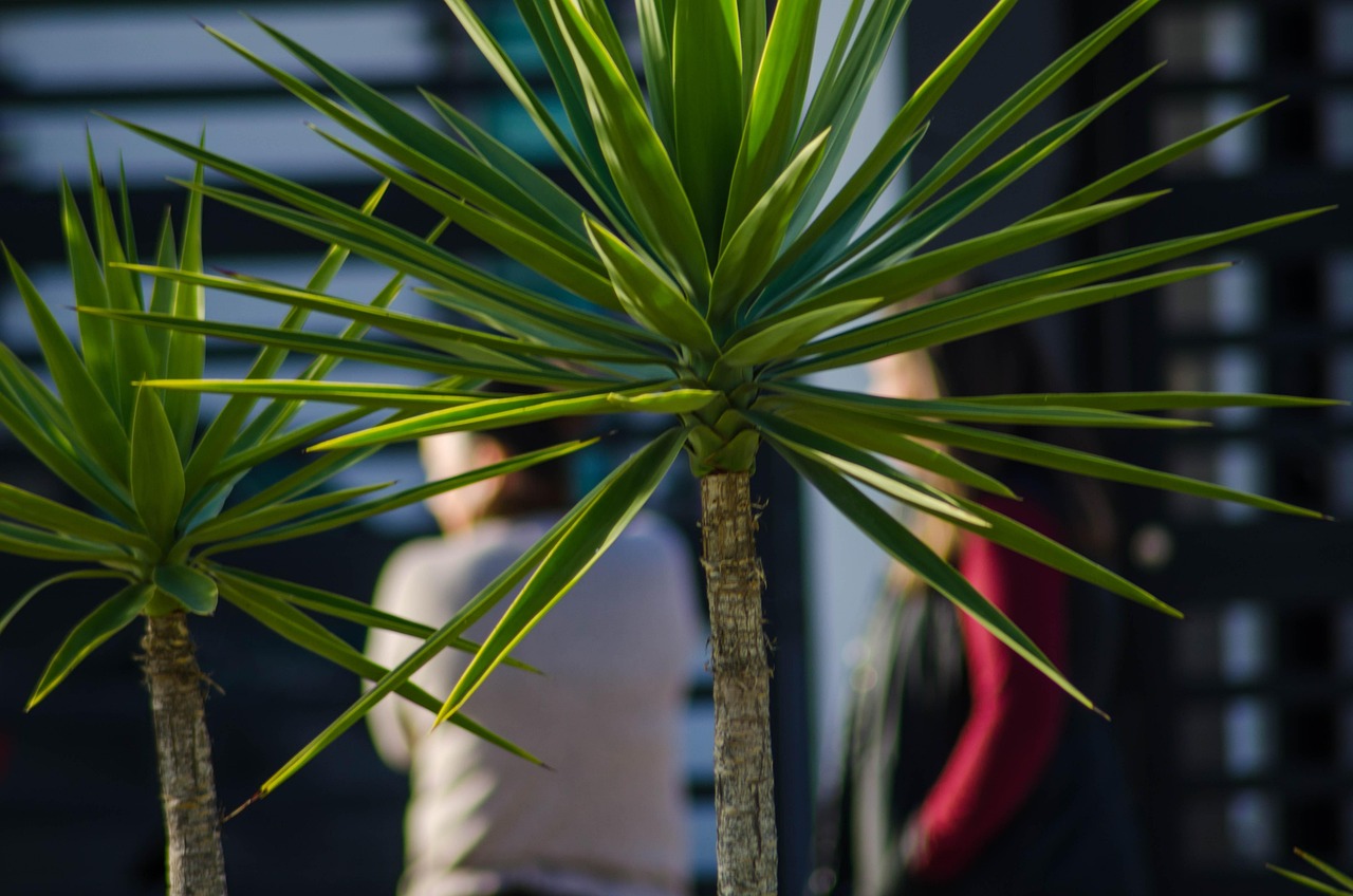 Planten Palm - Gratis foto op Pixabay - Pixabay