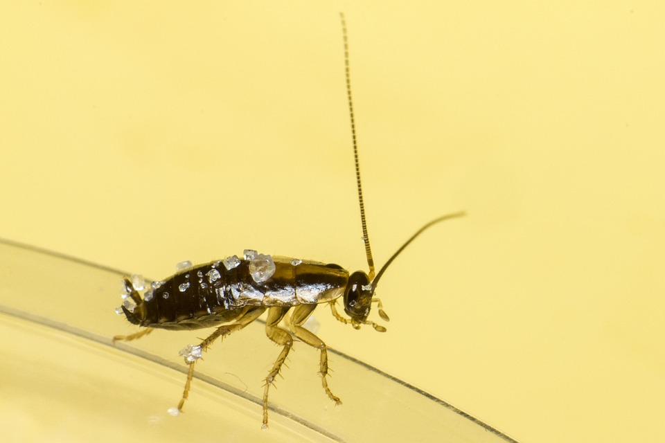 Blattella Germanica German - Free photo on Pixabay - Pixabay