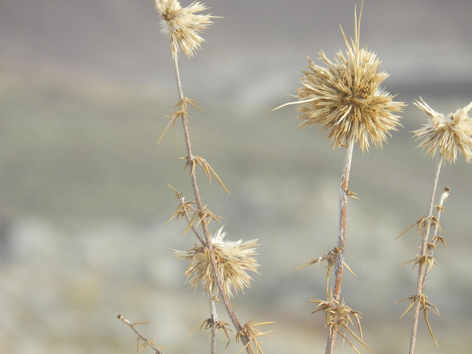 Landscape Nature Plant - Free photo on Pixabay