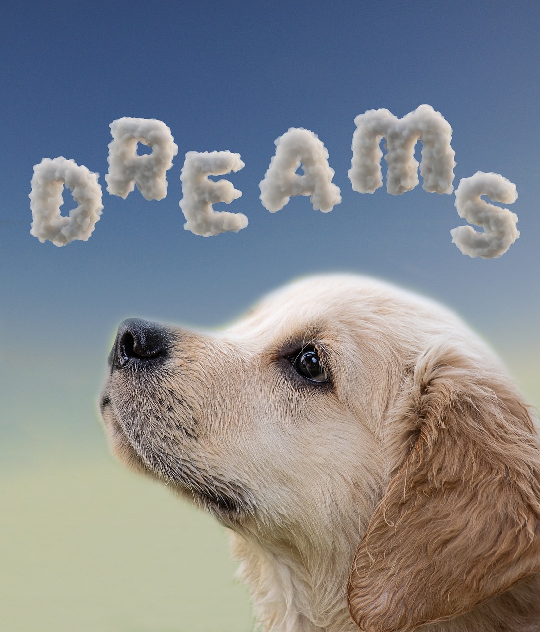 Chiot Chien Mignon Animal - Photo gratuite sur Pixabay - Pixabay