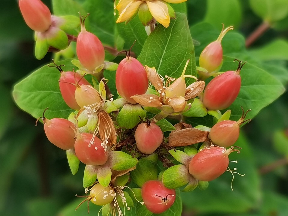 Flouw Fruit Nature - Pixabay上的免费照片 - Pixabay