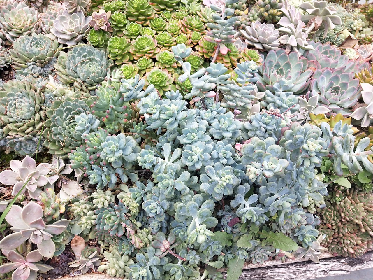 Succulentes Plante - Photo gratuite sur Pixabay - Pixabay