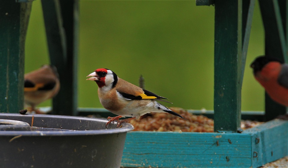 Stieglitz Bird Wildlife - Free photo on Pixabay - Pixabay