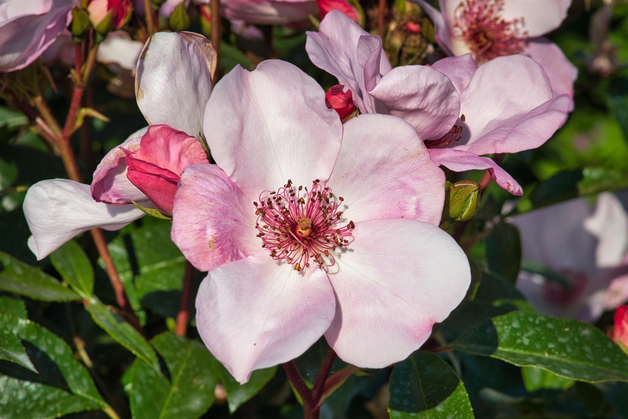 Rose Blossom Bloom - Free photo on Pixabay - Pixabay