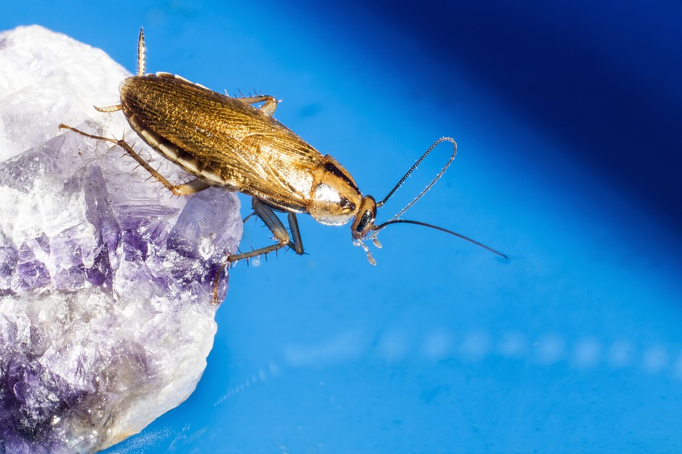 Blattella Germanica German - Free photo on Pixabay - Pixabay
