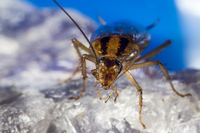 Blattella Germânica Barata Alemã - Foto gratuita no Pixabay