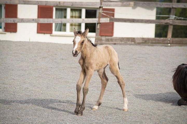 400+ Free Mare Foal & Foal Images - Pixabay