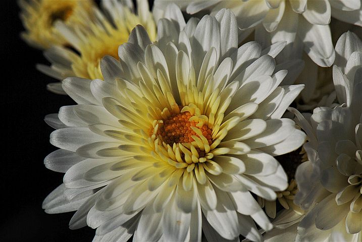 3,000+ Free Chrysanthemum & Nature Images