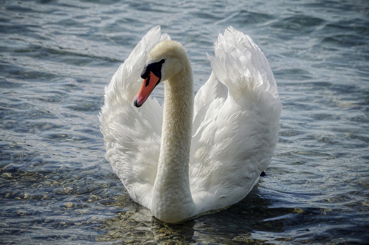 10,000+ Free Mute Swan & Swan Images - Pixabay