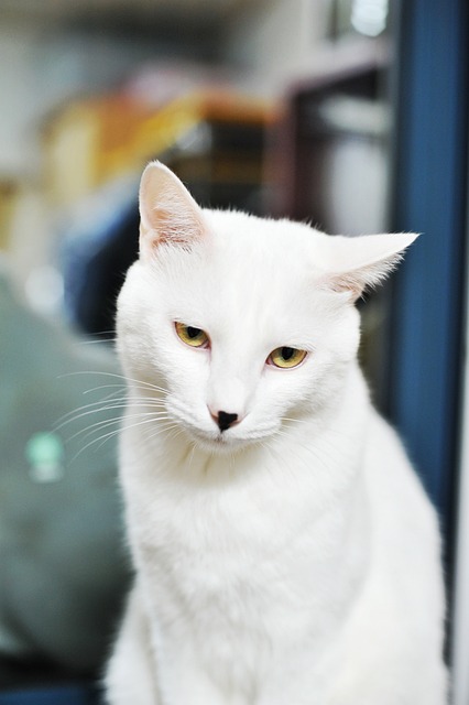 Chat Blanche Animal - Photo gratuite sur Pixabay - Pixabay