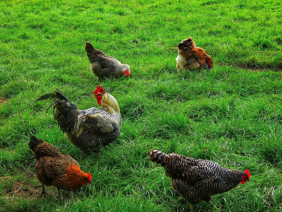 Organic Farm Agriculture Animals - Free photo on Pixabay - Pixabay