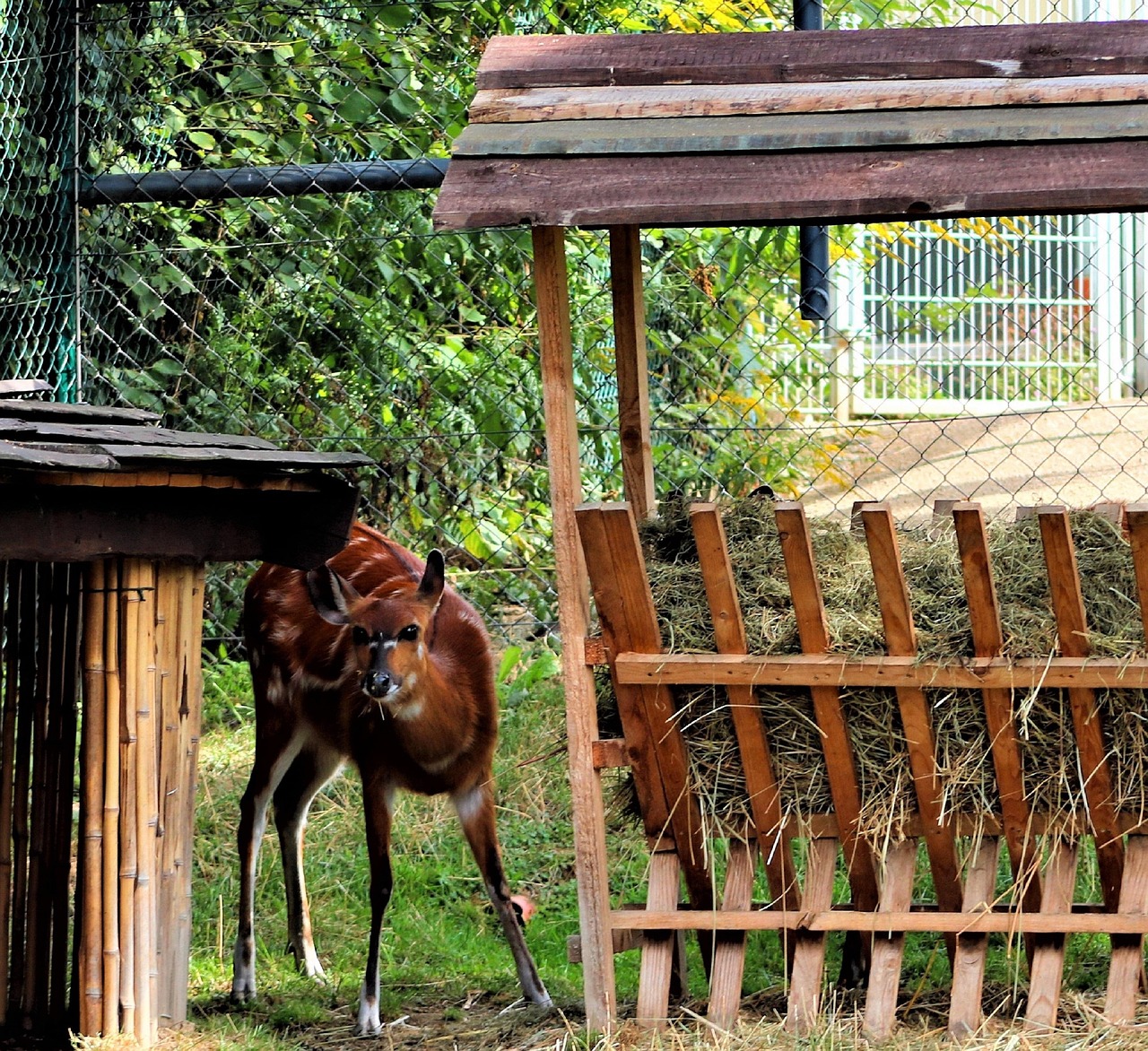 Marsh Antelope Animal Antelopes - Free photo on Pixabay - Pixabay