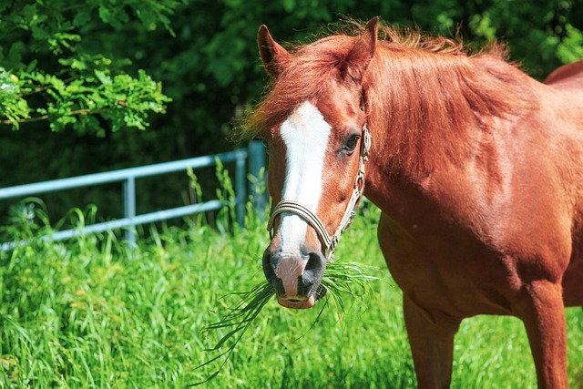 Pony Horse Riding - Free photo on Pixabay