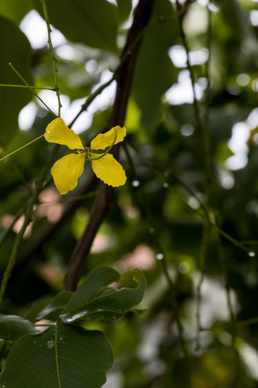 Dok Khoun Cassia Fistula Flower - Free photo on Pixabay - Pixabay