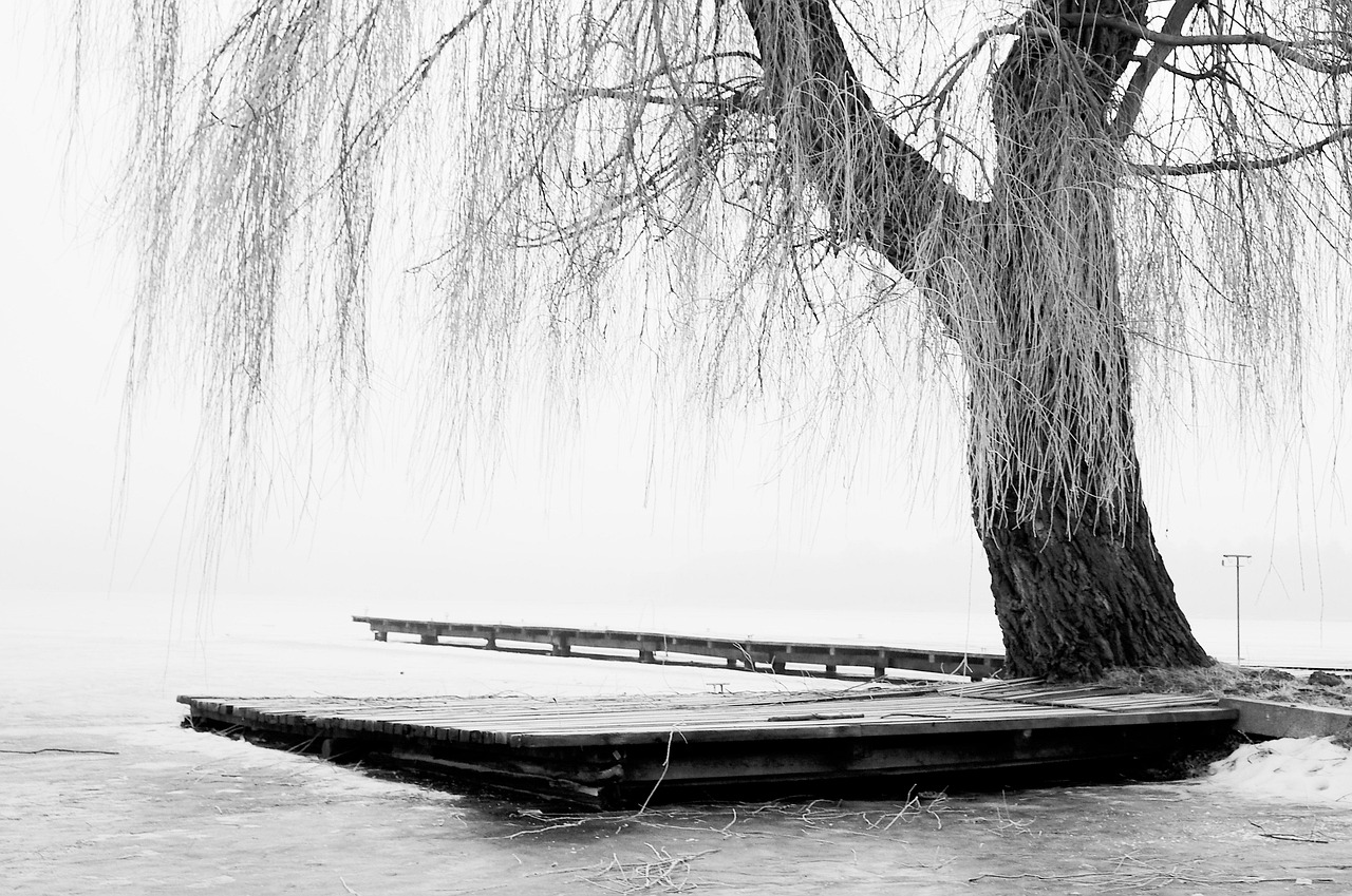 Winter Schnee Der Nebel - Kostenloses Foto auf Pixabay - Pixabay