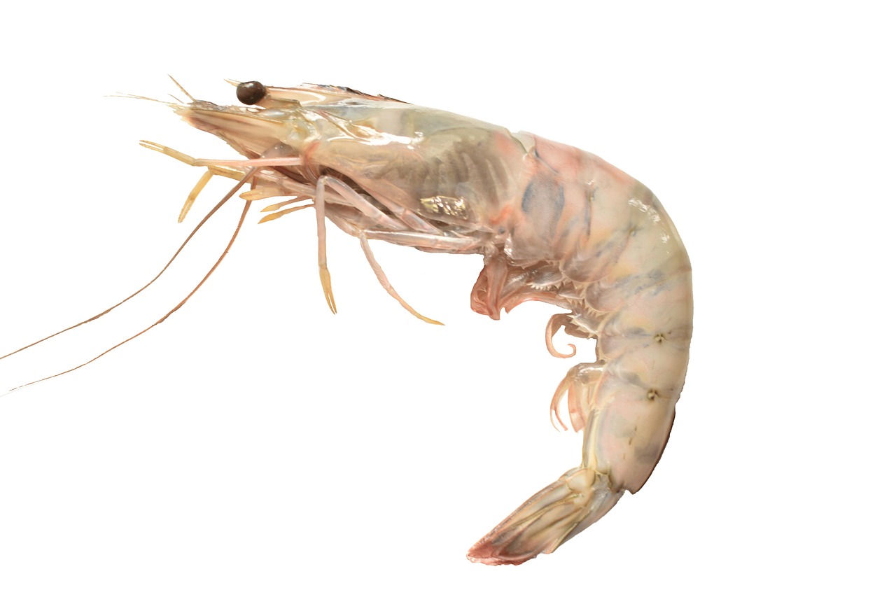Reker I Havet Oppdag Fisk!: Stillehavsreke/Pink Ocean Shrimp/Pandalus