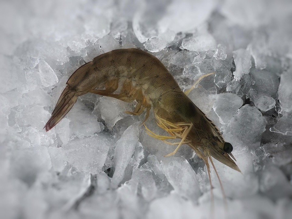 Crevette Crevettes De La Mer - Photo gratuite sur Pixabay - Pixabay