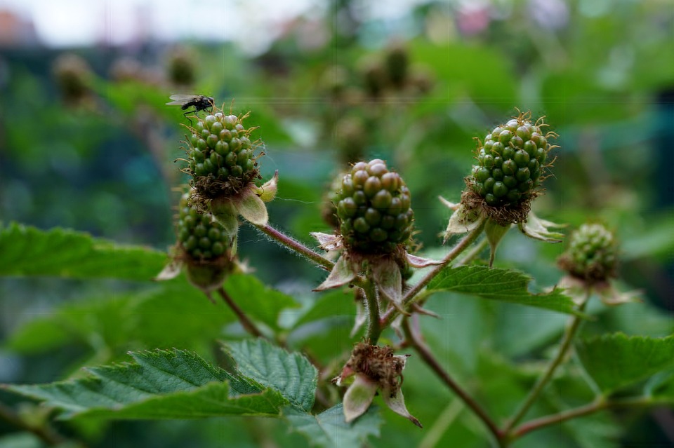 Blackberry Immature Fruit - Free photo on Pixabay - Pixabay