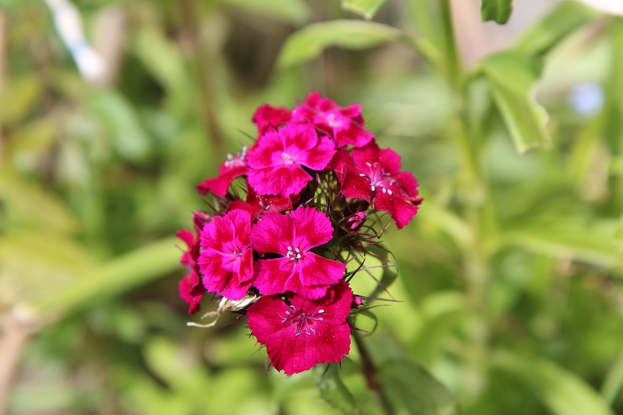 10,000+ Free Sweet William & Nature Images - Pixabay