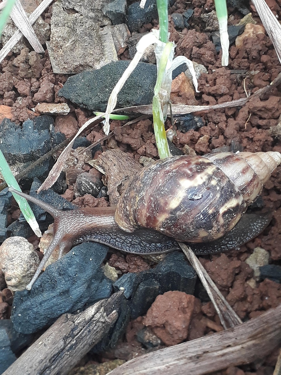 African Snails Snail - Free photo on Pixabay - Pixabay
