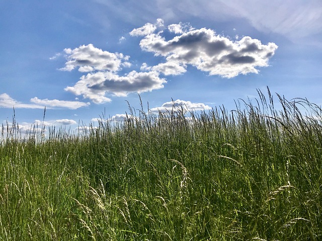 Grasses Fields Landscape - Free photo on Pixabay - Pixabay