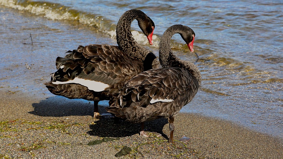 Ducks Waterfowl Nature - Free photo on Pixabay