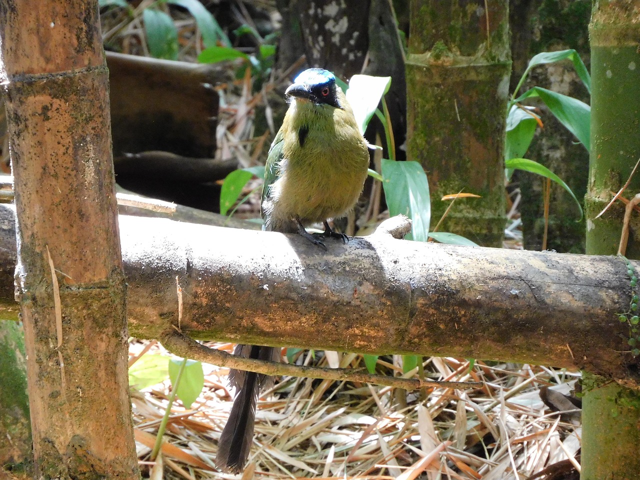 Pajaro Animal - Foto gratuita no Pixabay - Pixabay