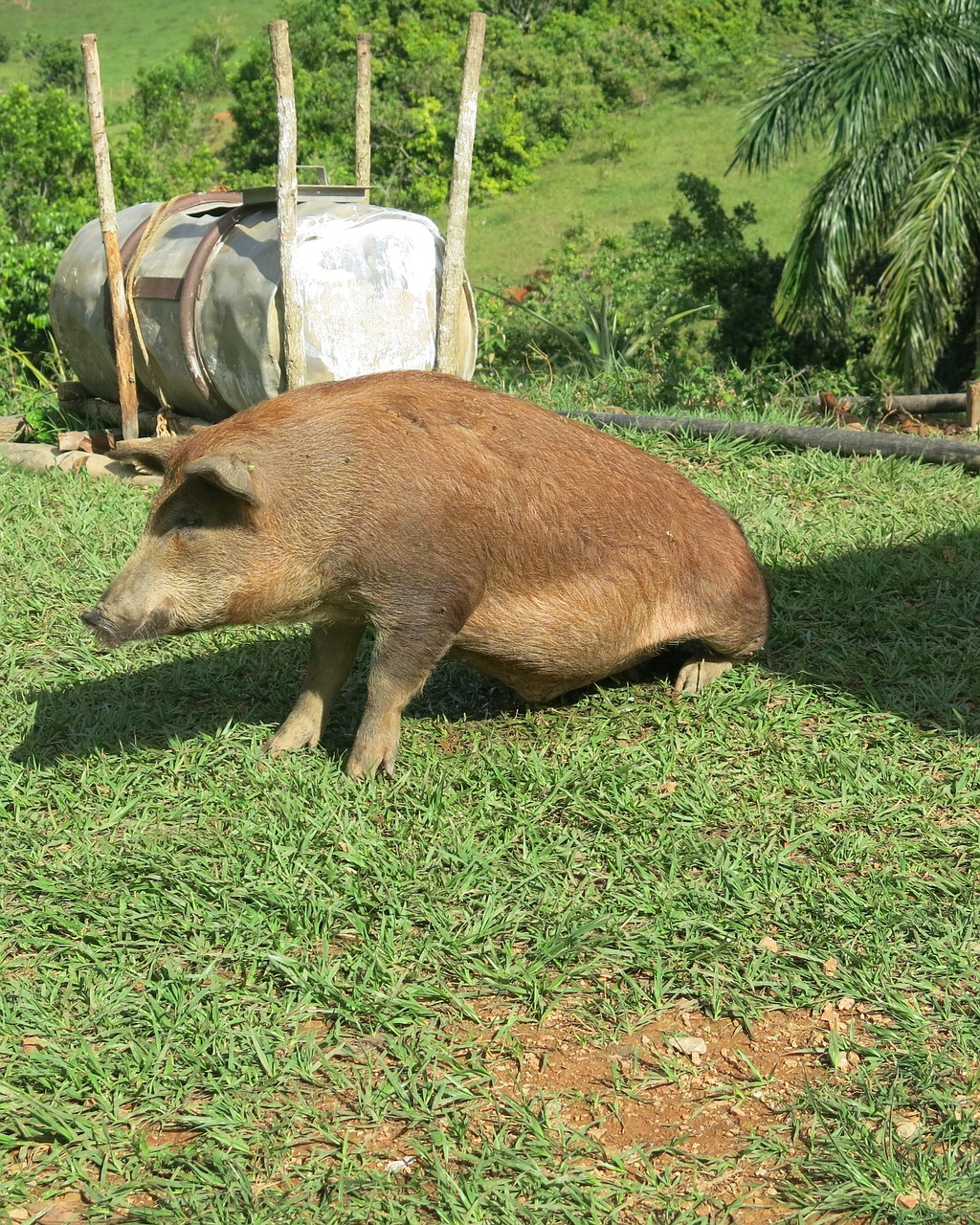 Pig Outside - Free photo on Pixabay - Pixabay