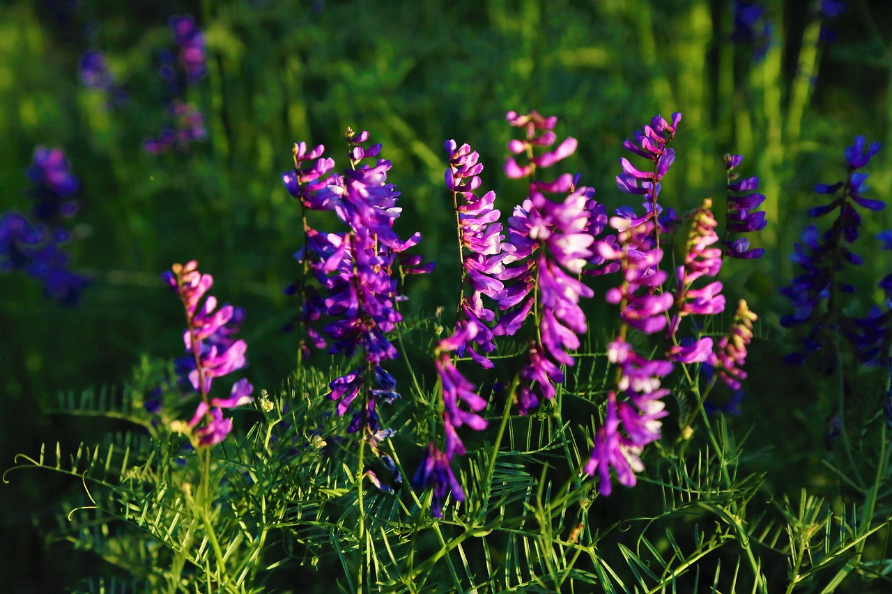 Flores Trevo Natureza - Foto gratuita no Pixabay - Pixabay